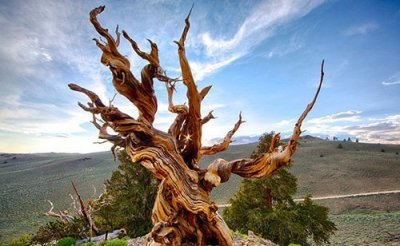 The Story of the Bible, Told by Trees - Institute For Bible Reading